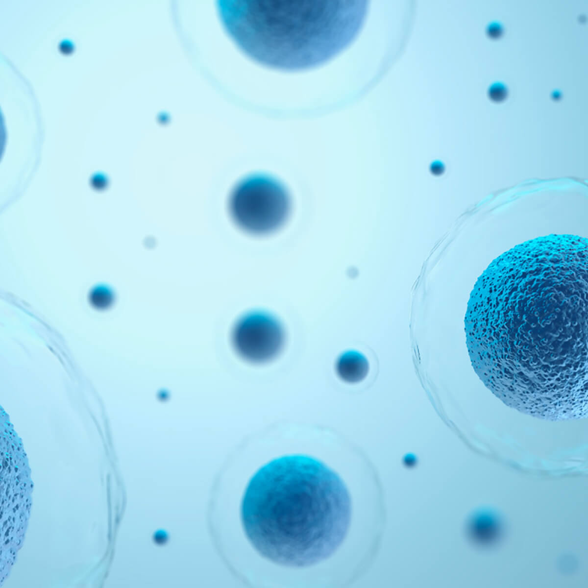 Blastocisto Humano Qué Es La Implantación Del Embrión Y Cuándo Se