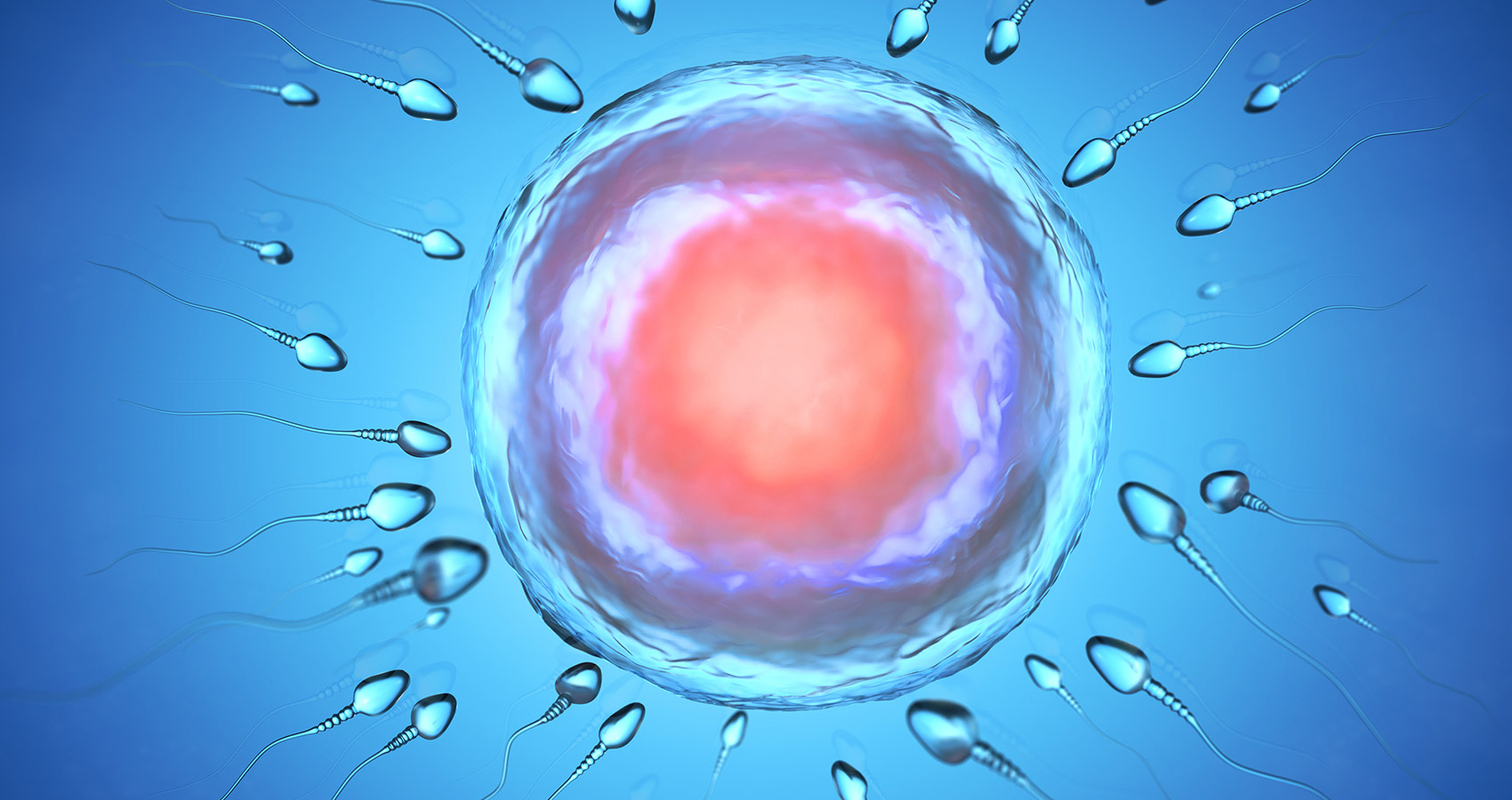 ¿De qué depende la implantación del embrión? | Barcelona IVF